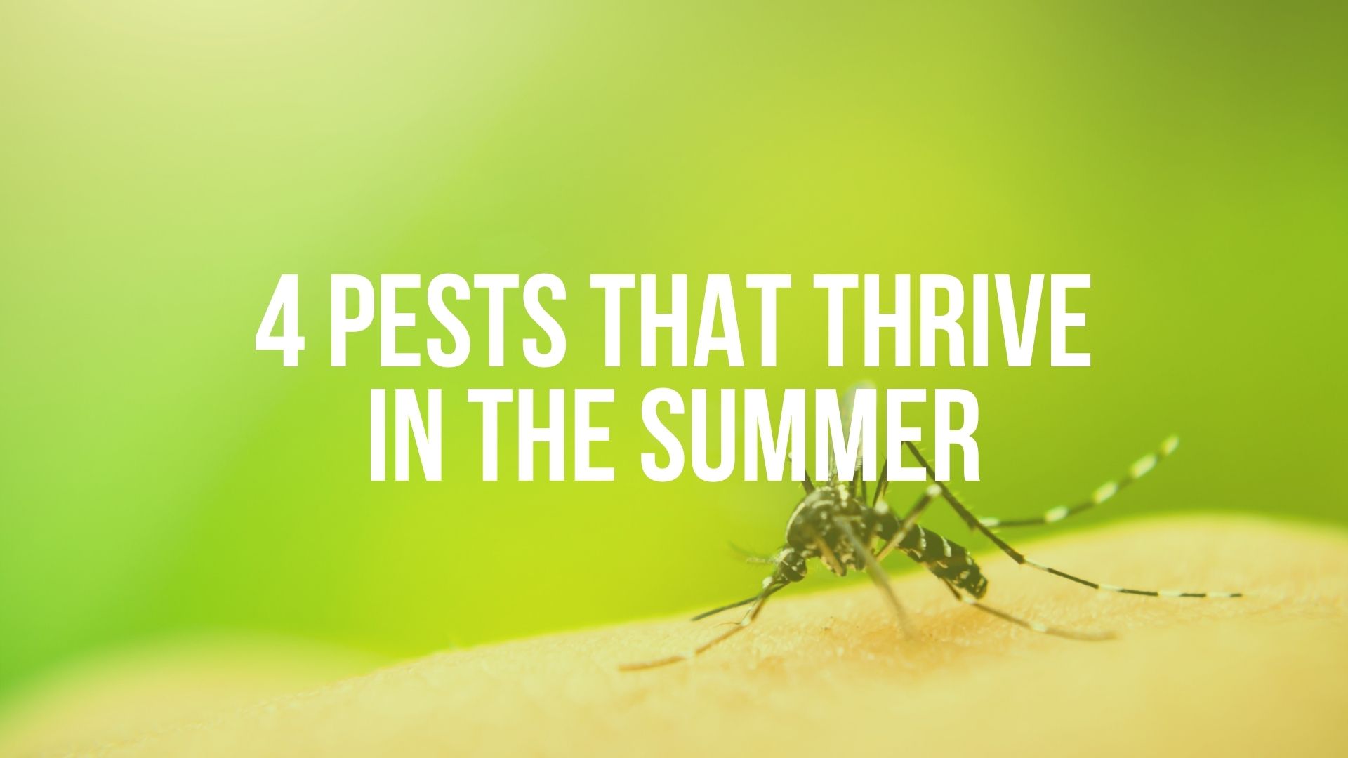 4 Pests That Thrive in the Summer - Nova Pest Control