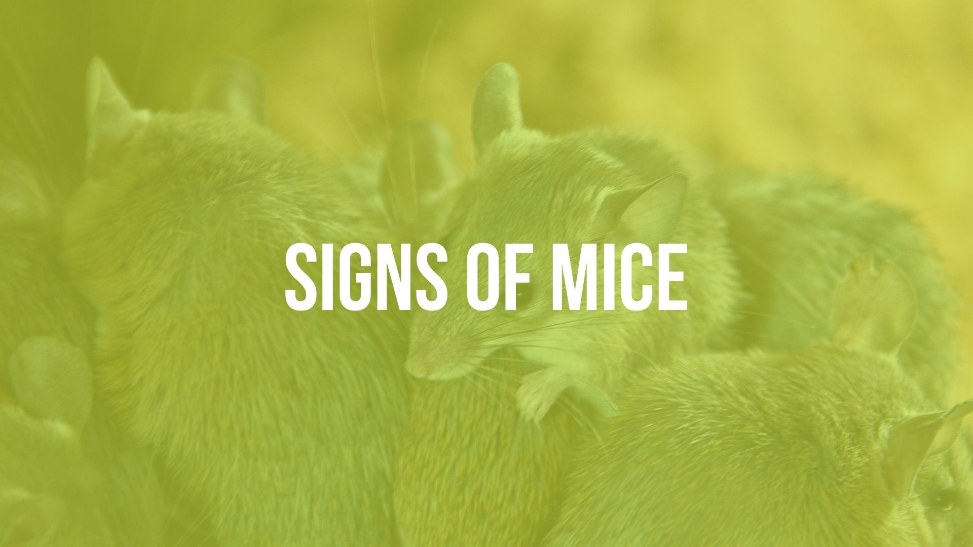Signs of Mice - Nova Pest Control