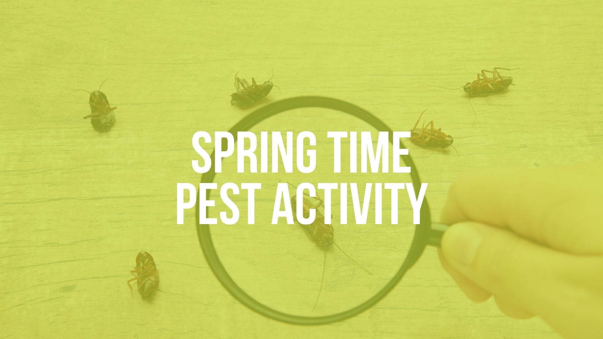 Spring Time Pest Activity - Nova Pest Control